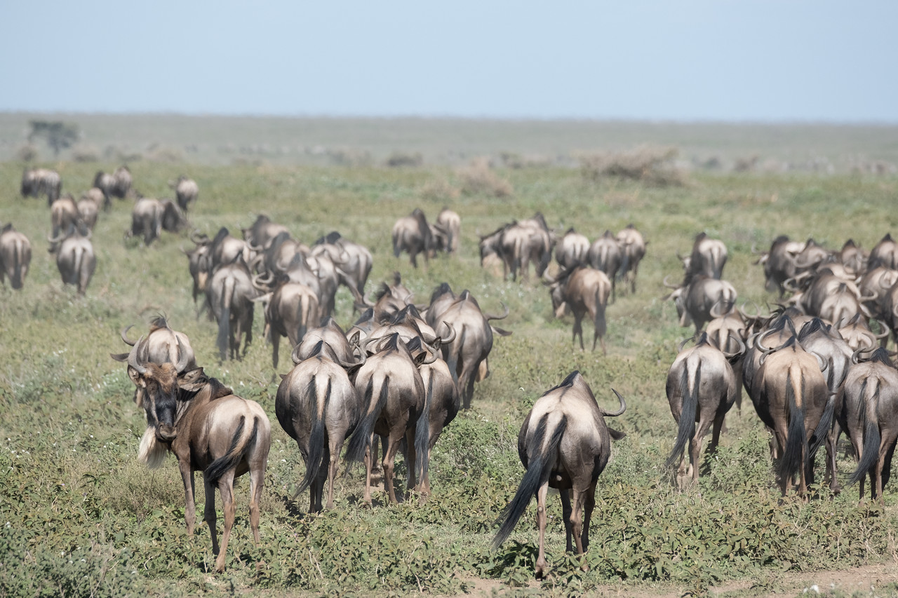 Onward From The Serengeti To Lake Masek – Live Now and Zen