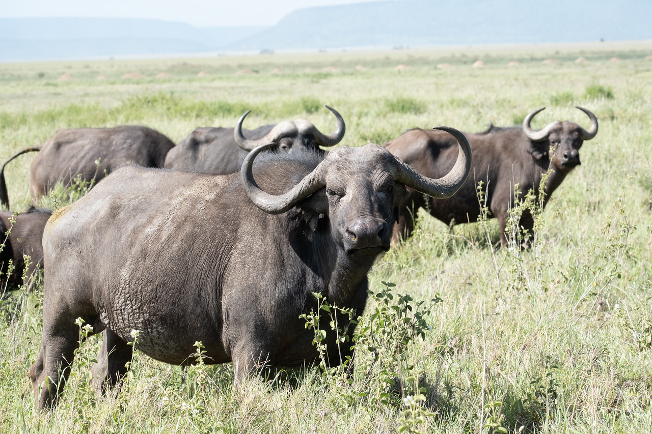 Onward From The Serengeti To Lake Masek – Live Now and Zen